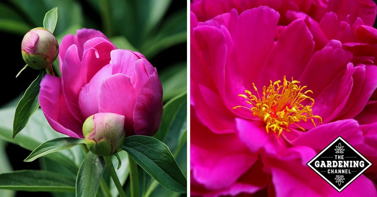 How to Grow Peonies - Gardening Channel