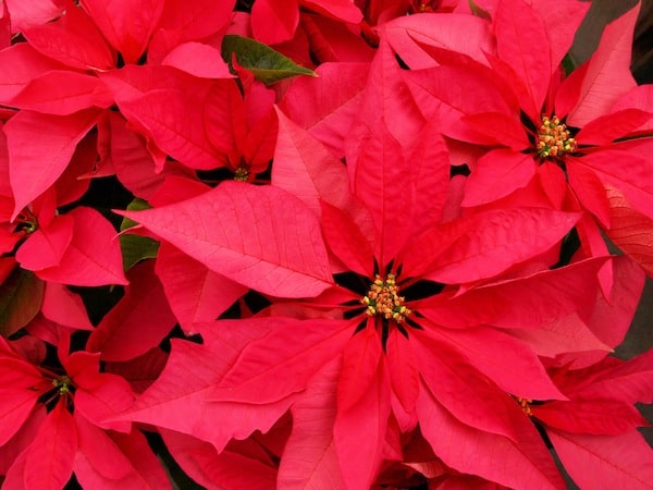 How to Grow and Care For Poinsettia Flowers - Gardening Channel