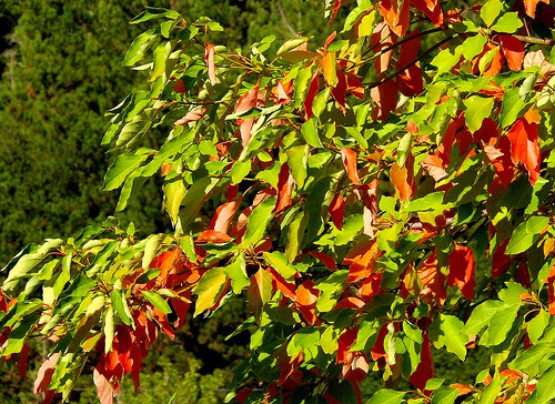 How to Grow a Sassafras Tree - Gardening Channel