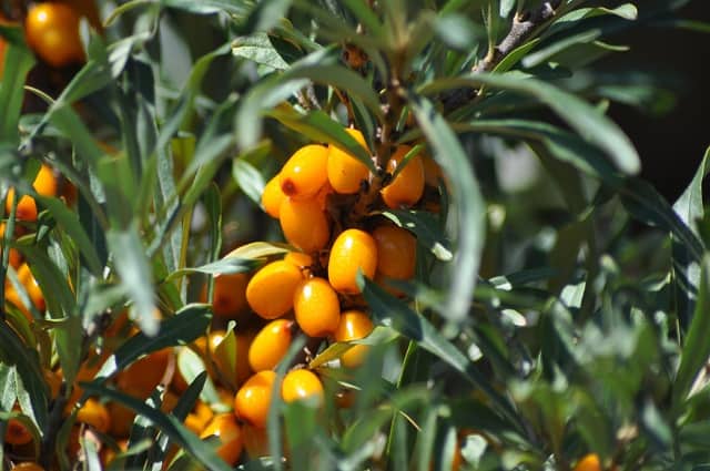 How to Grow Sea Berry - Gardening Channel