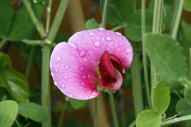 How to Grow Sweet Pea Flowers - Gardening Channel
