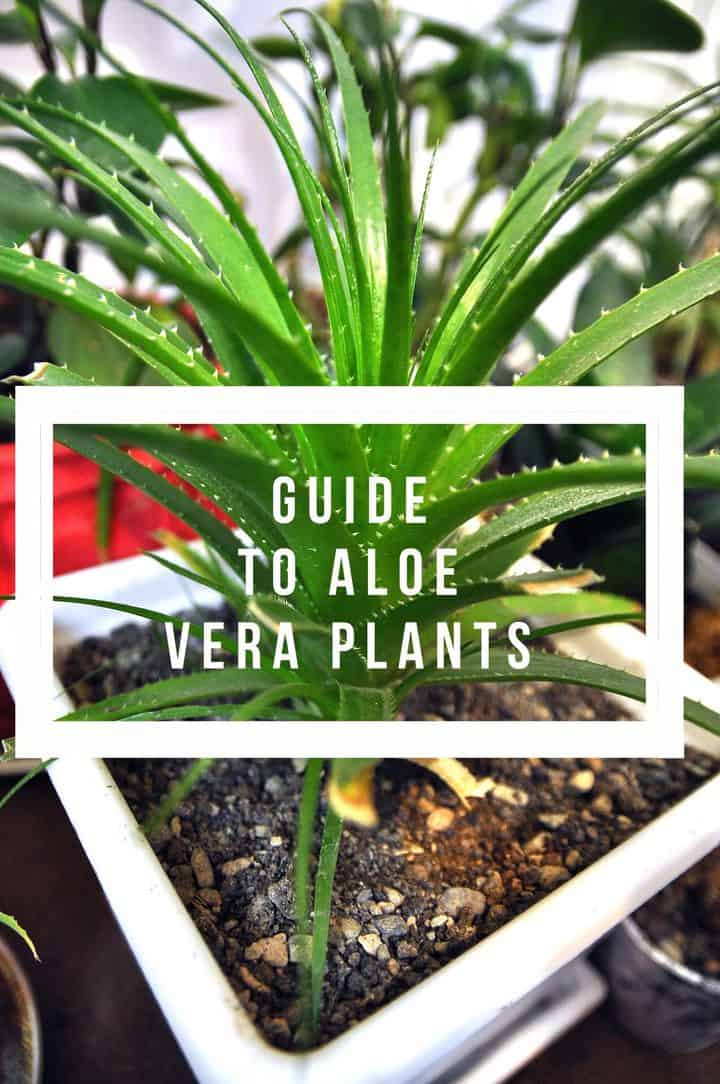 Growing Aloe Vera Successfully: A Comprehensive Guide - Gardening Channel