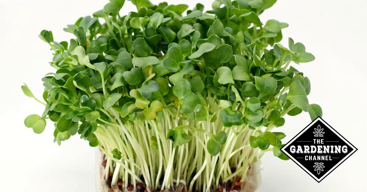 How To Grow Watercress - Gardening Channel How To Grow Watercress - Gardening Channel