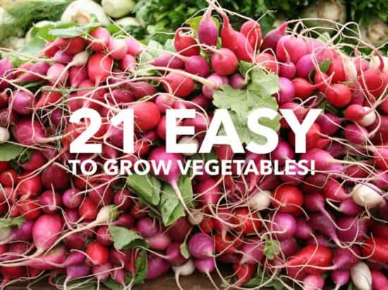 21 Easy-to-Grow Vegetables