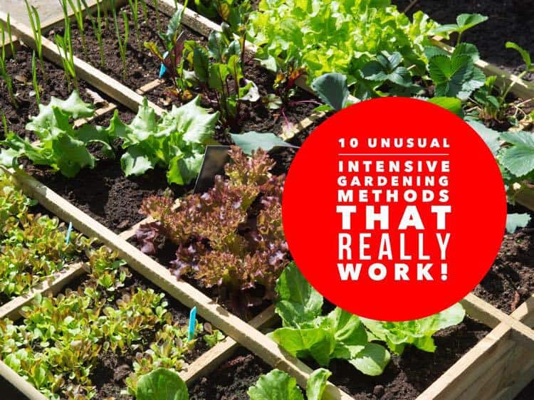 10 Weird Intensive Gardening Methods That Really Work - Gardening Channel