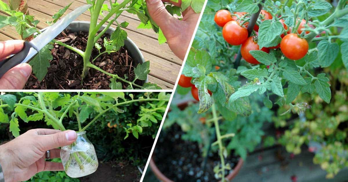How to Grow Extra Tomato Plants from Cuttings - Gardening Channel How to Grow Extra Tomato Plants from Cuttings - Gardening Channel