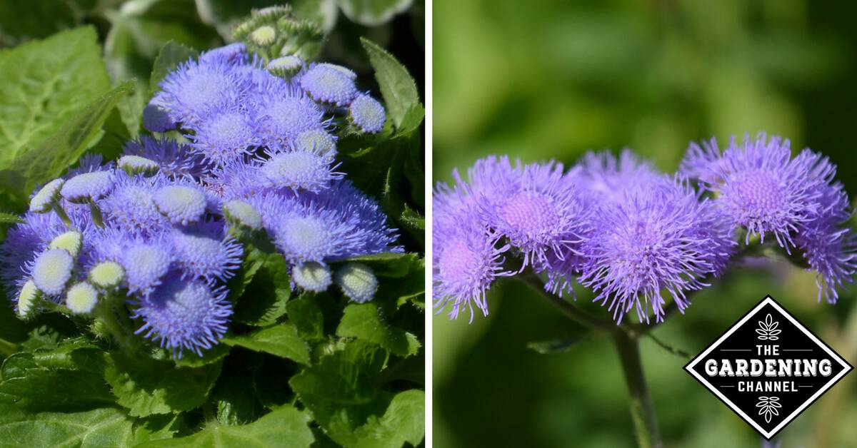 How to Grow Ageratum (Floss Flower) - Gardening Channel