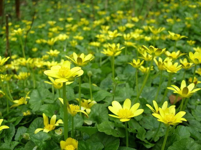 How to Get Rid of Invasive Lesser Celandine (Fig Buttercup) - Gardening ...