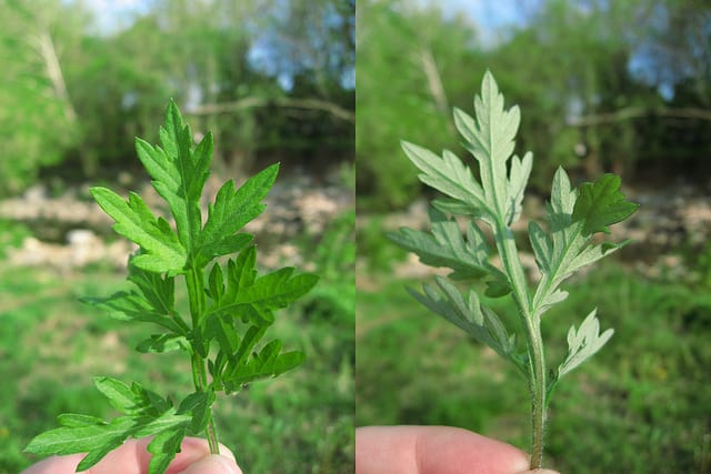 How to Get Rid of Invasive Mugwort - Gardening Channel How to Get Rid of Invasive Mugwort - Gardening Channel