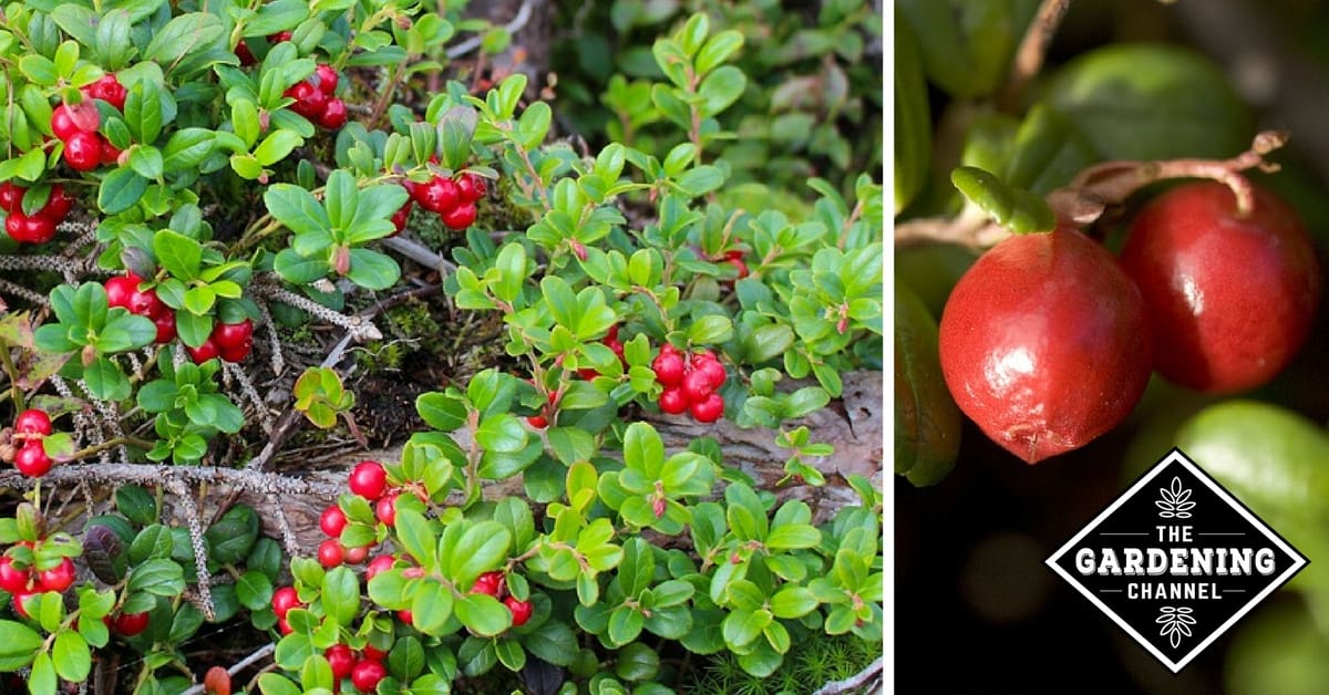 How to Grow Lingonberry - Gardening Channel
