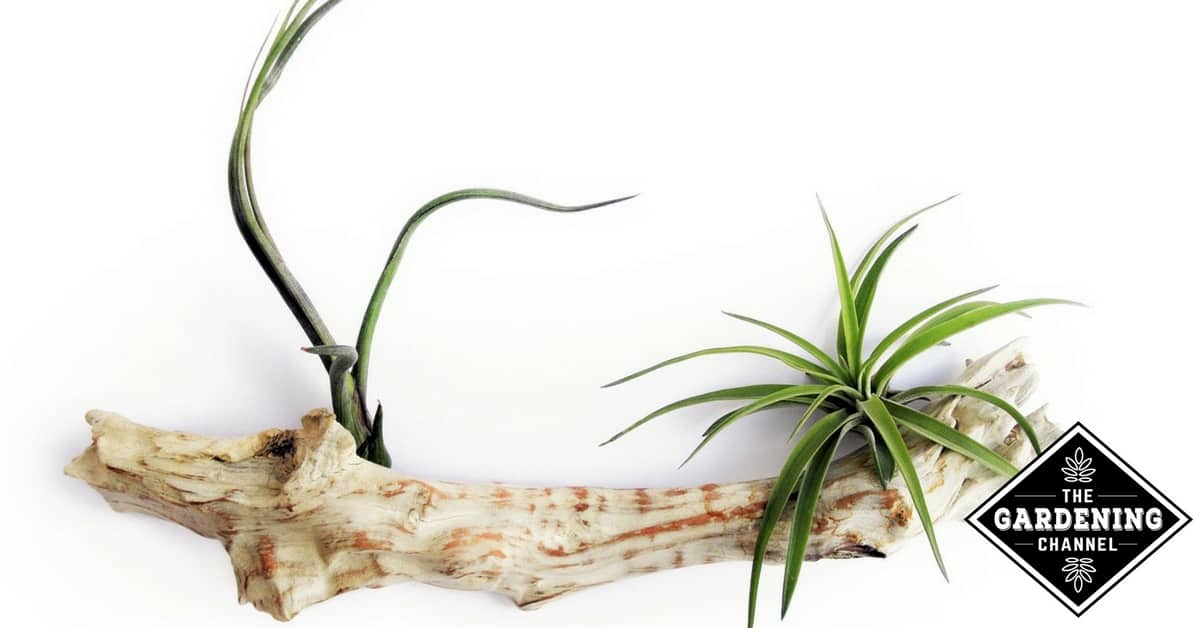 How to Grow Air Plants - Gardening Channel
