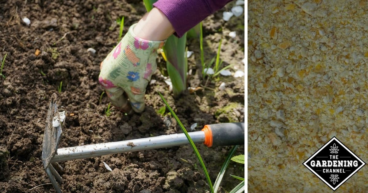 Organic Weed Control Tips: Including 3 Organic Weed Killers That Are ...