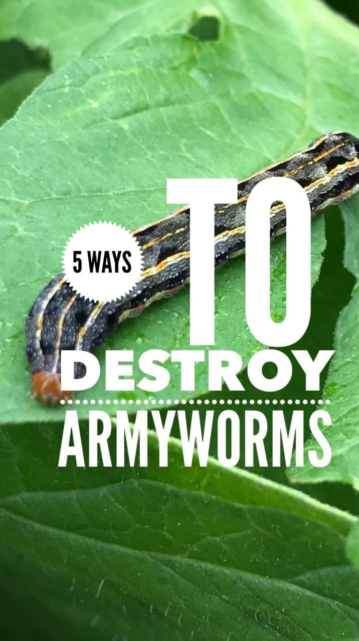 How to Get Rid of Armyworms in your Garden - Gardening Channel How to Get Rid of Armyworms in your Garden - Gardening Channel