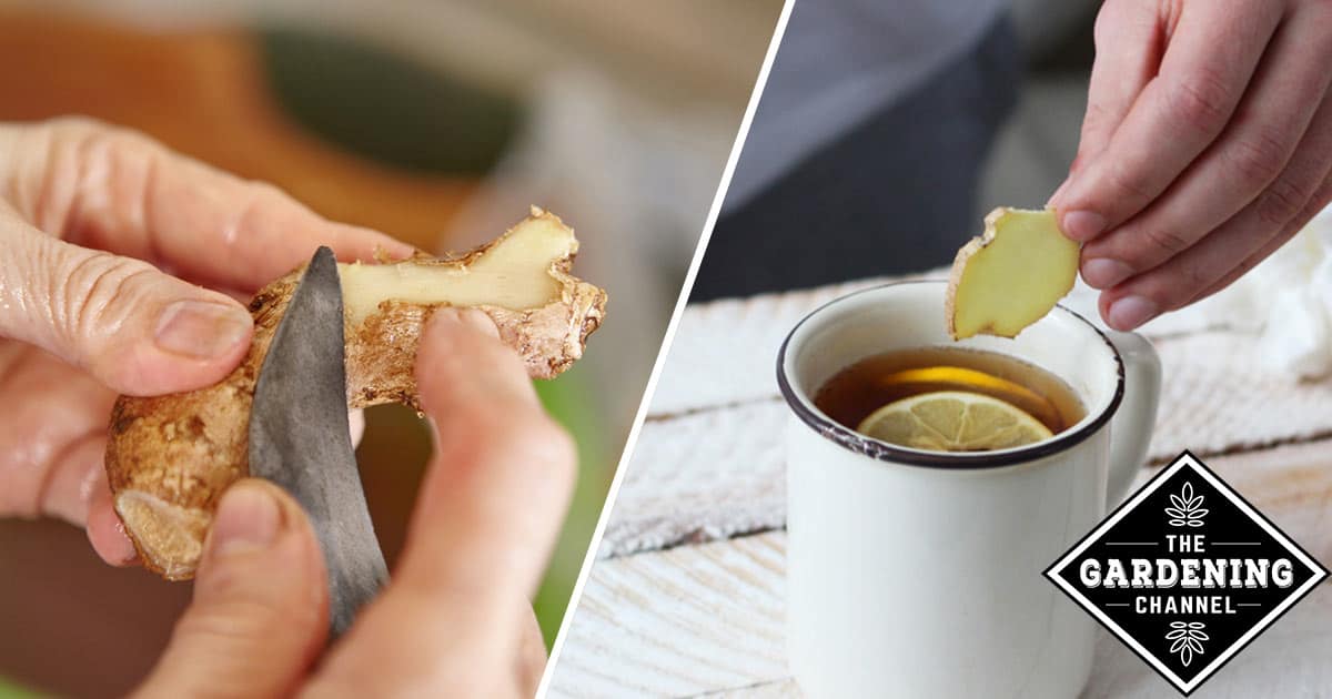 List of antiviral herbs and their uses - Gardening Channel