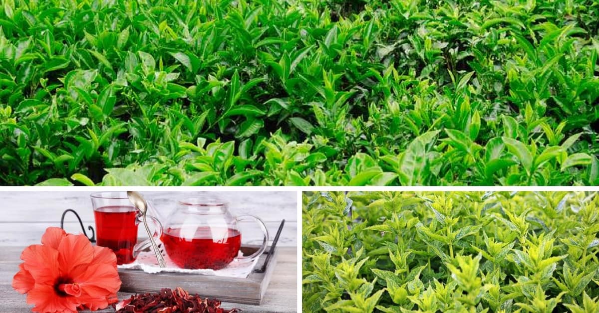 How to Grow, Care for, and Harvest Your Own Tea Garden - Gardening Channel
