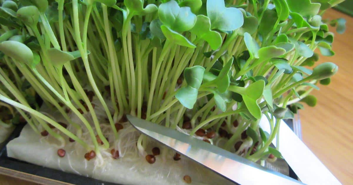 Microgreens provide serious nutrition in a small package - Gardening ...