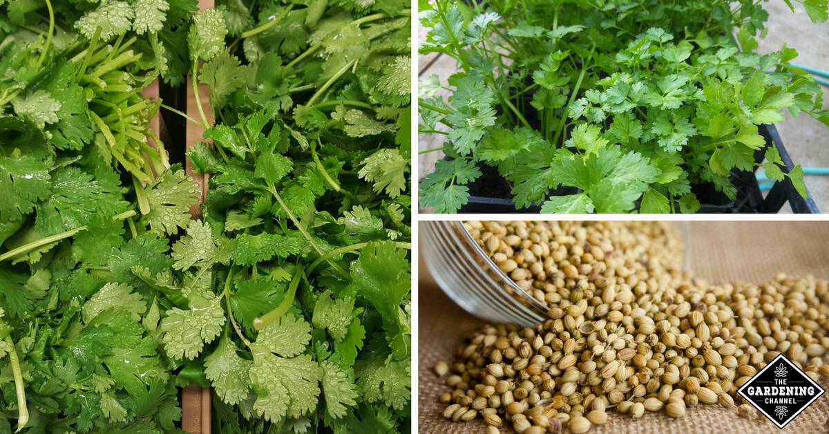Coriander Tree And Seeds