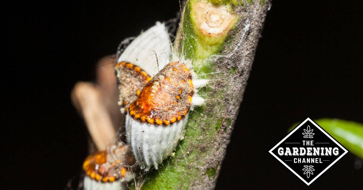 How to Control Scale Insects - Gardening Channel