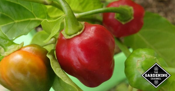 How to Grow Habanero Peppers - Gardening Channel