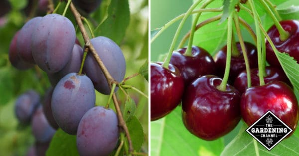 Tips for Planting Fruit Trees - Gardening Channel