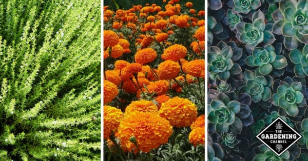 How to Grow a No Water or Low Water Garden - Gardening Channel