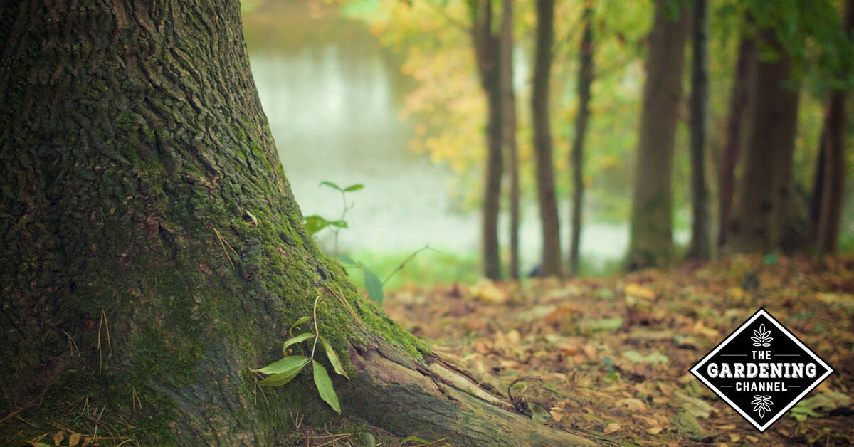 7 Things I Learned From ‘The Hidden Life of Trees: What They Feel, How ...