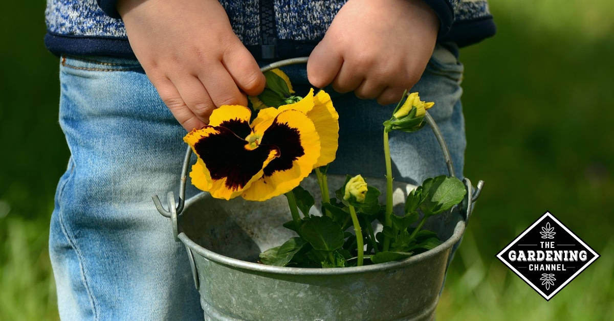 Panzie Flowers | Best Flower Site