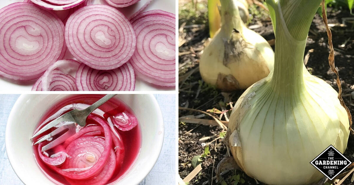 14 Ways to Use Onions - Gardening Channel