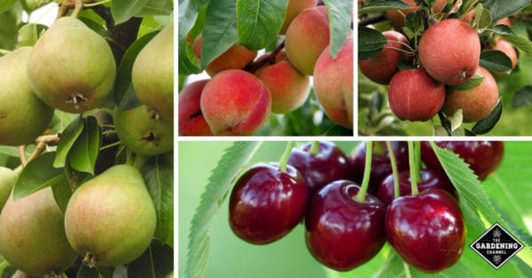 Top Tips For Successfully Growing Fruit Trees - Gardening Channel Top Tips For Successfully Growing Fruit Trees - Gardening Channel