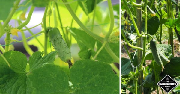 How to Grow Cucumbers Vertically - Gardening Channel