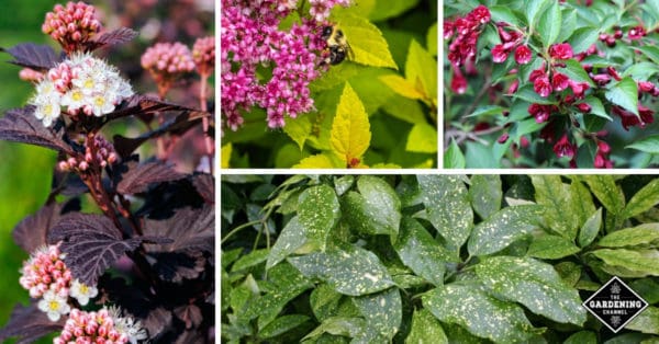 Best 10 Shrubs With Colorful Foliage - Gardening Channel