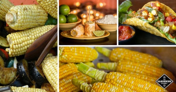 55 Ways to Use All That Corn You Grew This Year - Gardening Channel