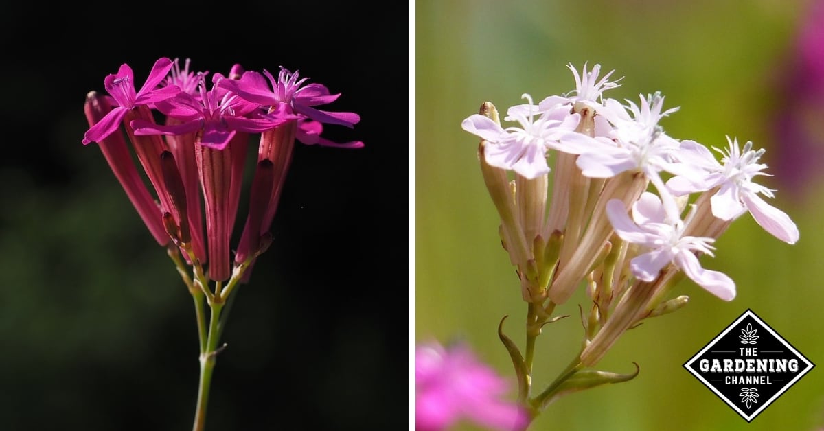 Silene Armeria