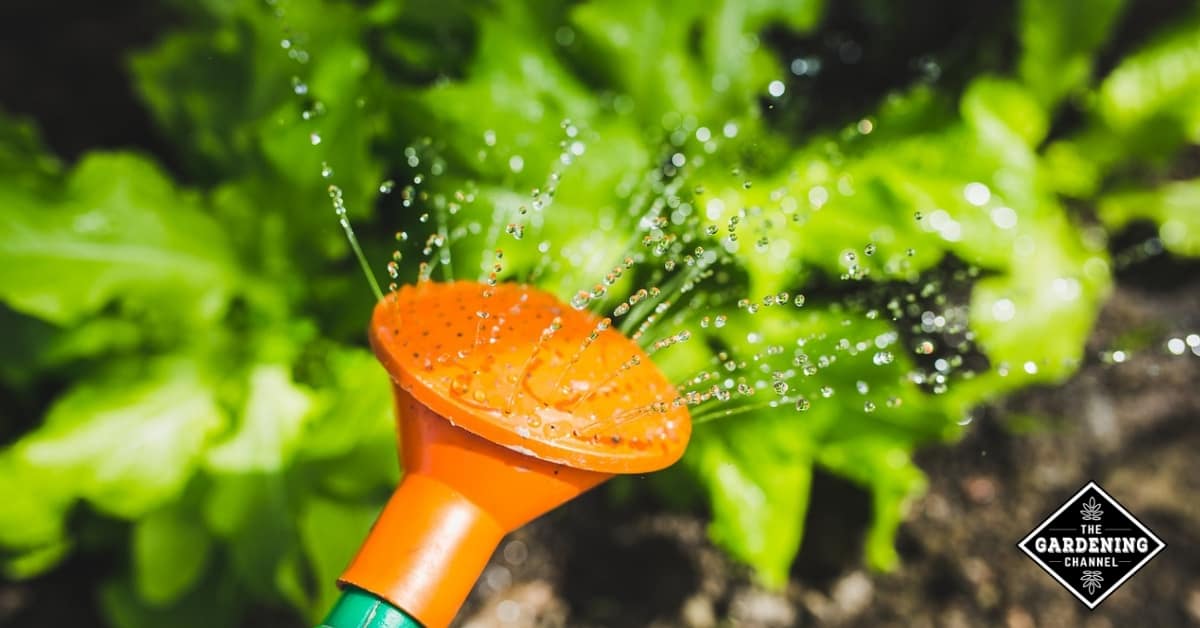 How to Fight Stem and Root Rot - Gardening Channel