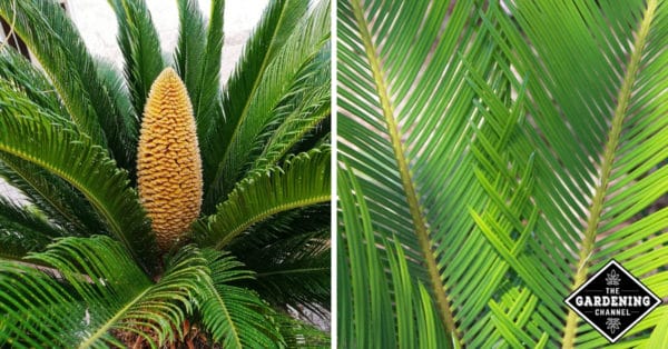 How to Grow Sago Palm (Cycas Revoluta) - Gardening Channel
