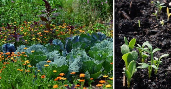 266 Organic Gardening Tips for Beginners - Gardening Channel