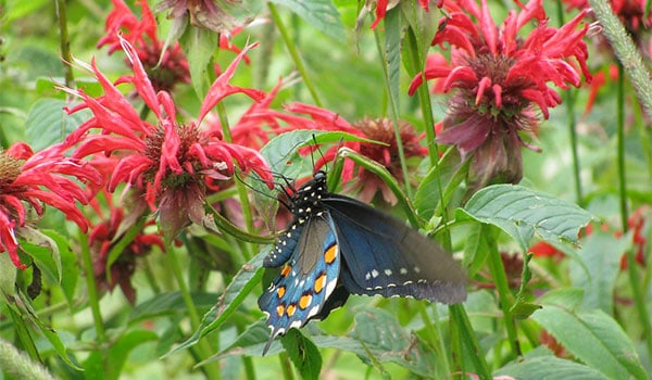 17 Flowers That Attract Pollinators to Your Garden - Gardening Channel