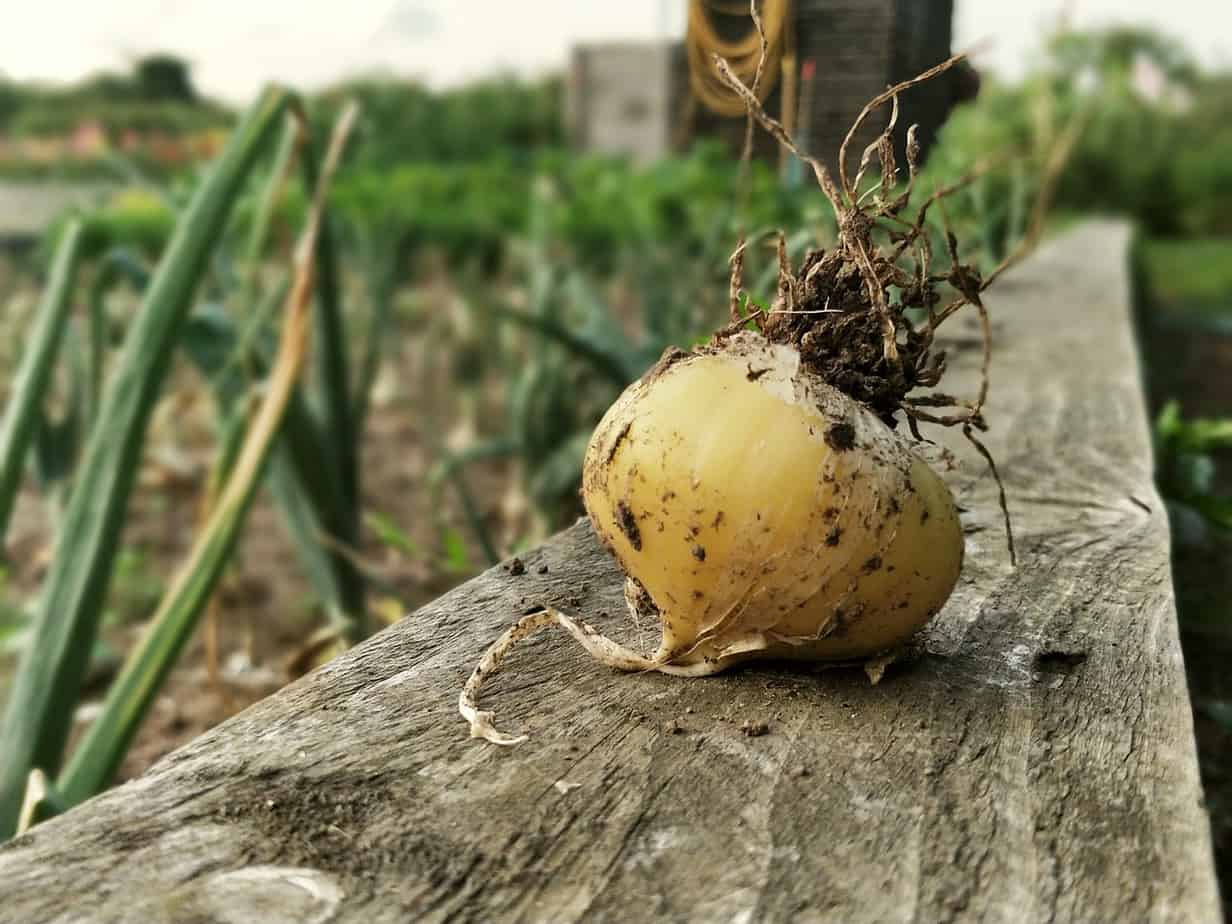 How do you know when to harvest onions? - Gardening Channel