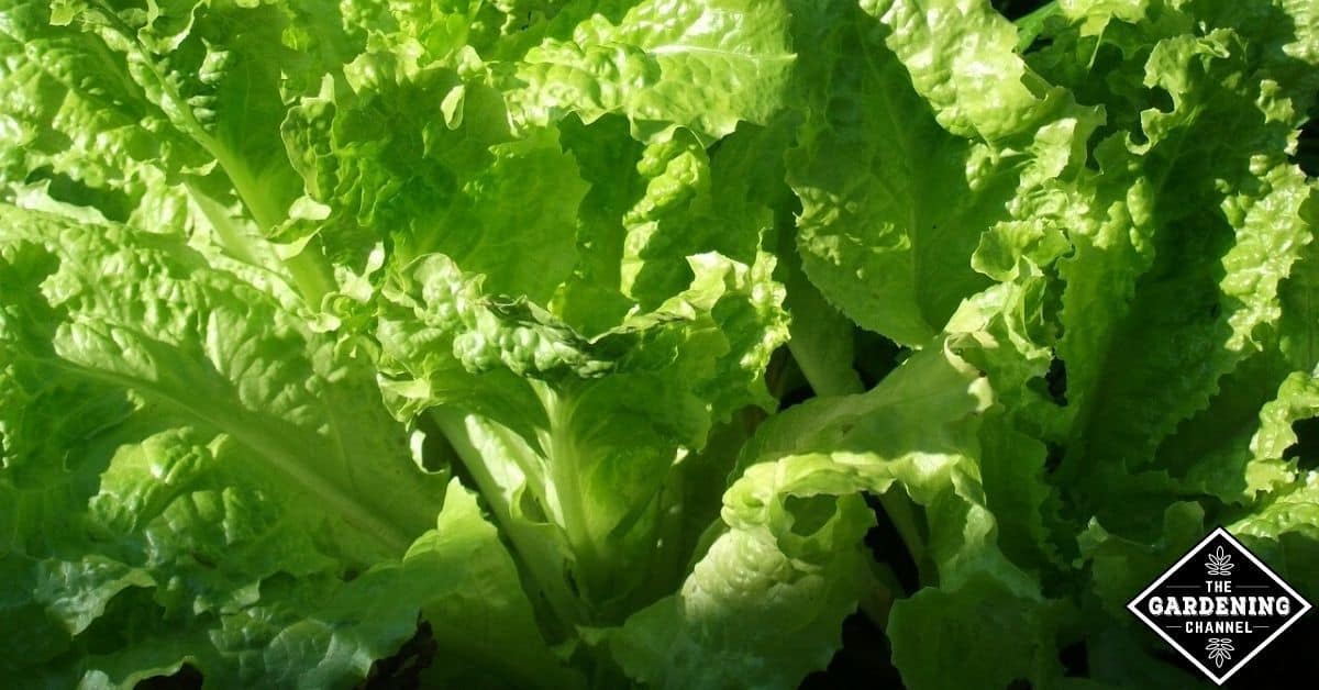Why is my lettuce growing so tall? - Gardening Channel