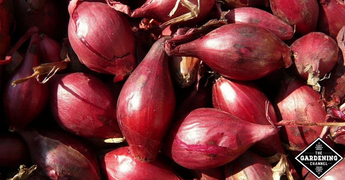 What happens if you plant a shallot? - Gardening Channel