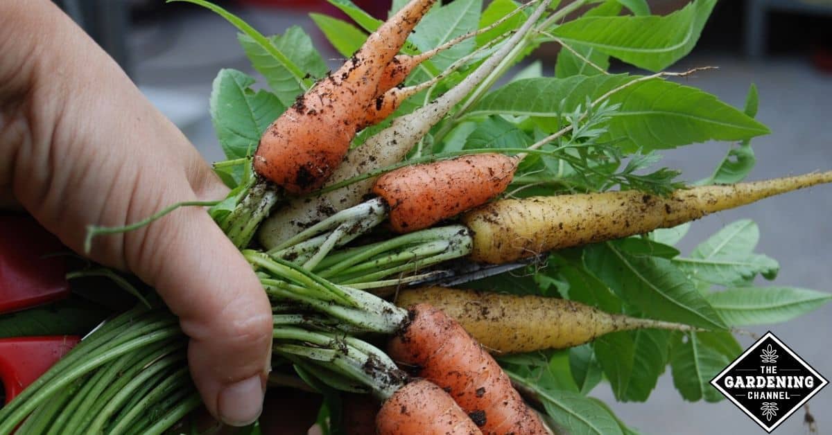 Why are my carrots so small? - Gardening Channel