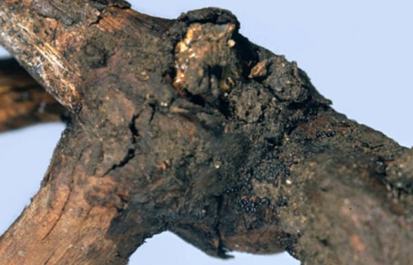 How to Fight Cane Blight - Gardening Channel