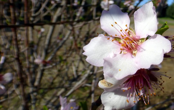 How‌ ‌to‌ ‌Grow‌ ‌an‌ ‌Almond‌ ‌Tree‌ ‌in‌ ‌Your‌ ‌Home‌ ‌Garden‌