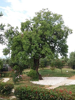 How‌ ‌to‌ ‌Grow‌ ‌an‌ ‌Almond‌ ‌Tree‌ ‌in‌ ‌Your‌ ‌Home‌ ‌Garden‌