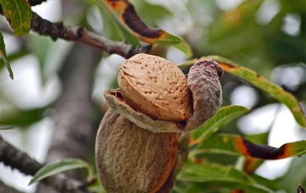 How‌ ‌to‌ ‌Grow‌ ‌an‌ ‌Almond‌ ‌Tree‌ ‌in‌ ‌Your‌ ‌Home‌ ‌Garden‌