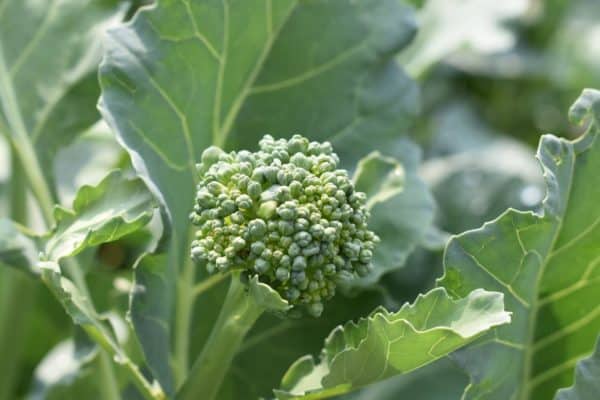How to Grow Broccoli Raab (Brassica rapa Ruvo) - Gardening Channel