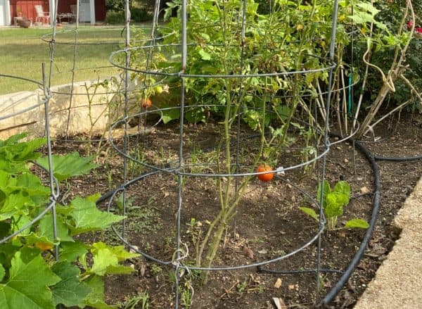 How do I know if I overwatered my tomato plants? - Gardening Channel