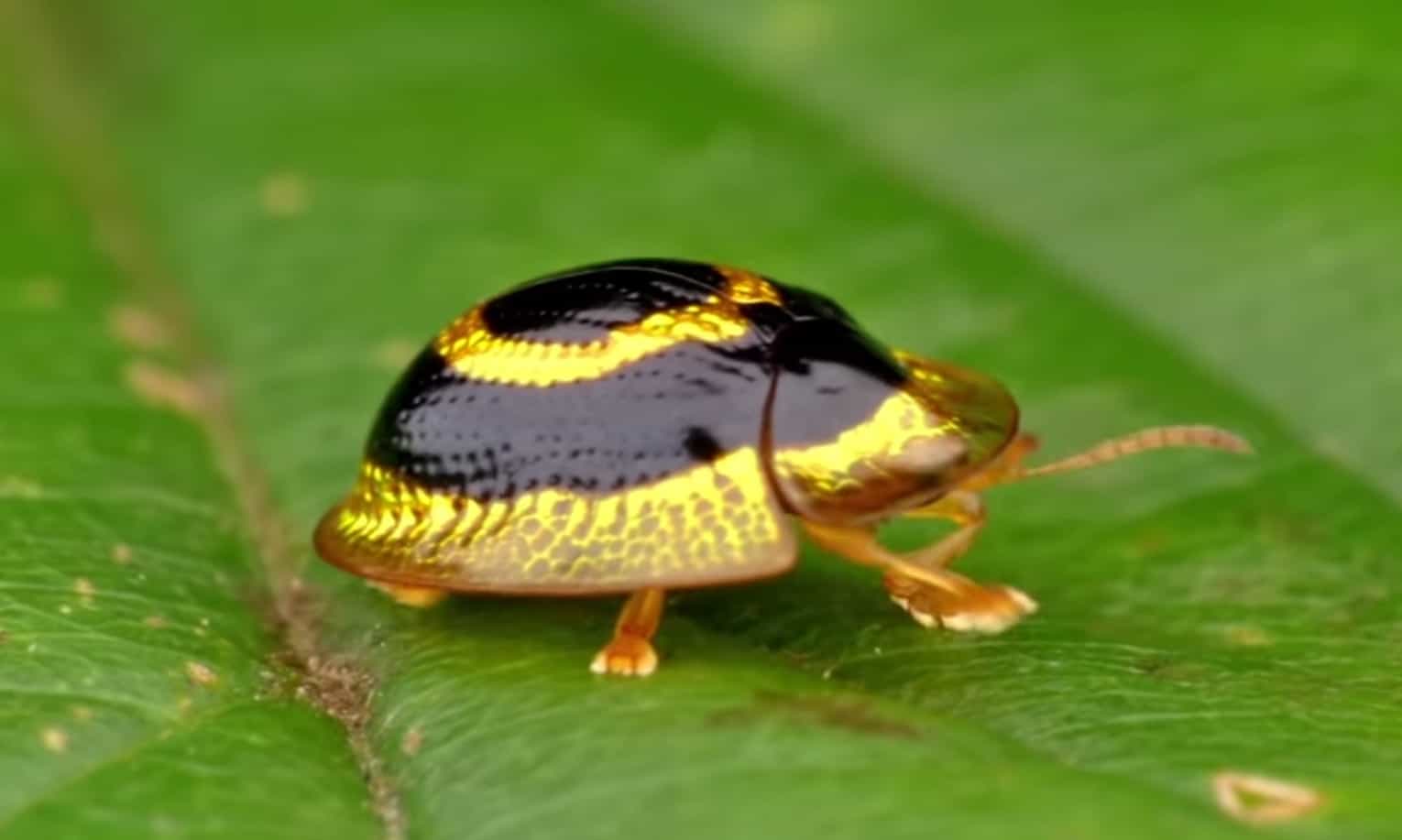 How to Fight Golden Tortoise Beetles (Charidotella sexpunctata ...
