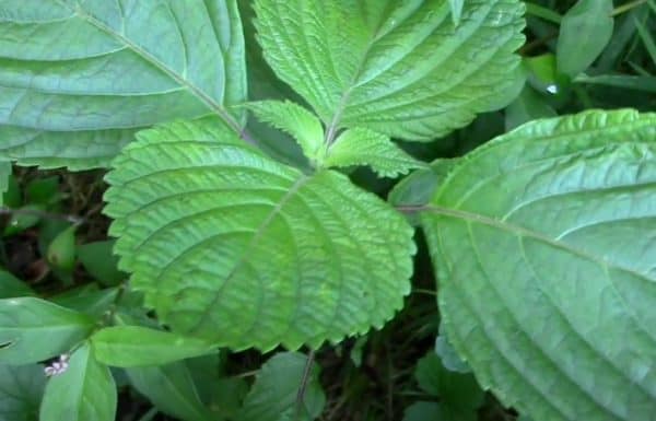 How to Grow Perilla - Gardening Channel