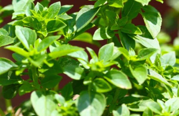 How to Grow Boxwood Basil (Ocimum basilicum) - Gardening Channel